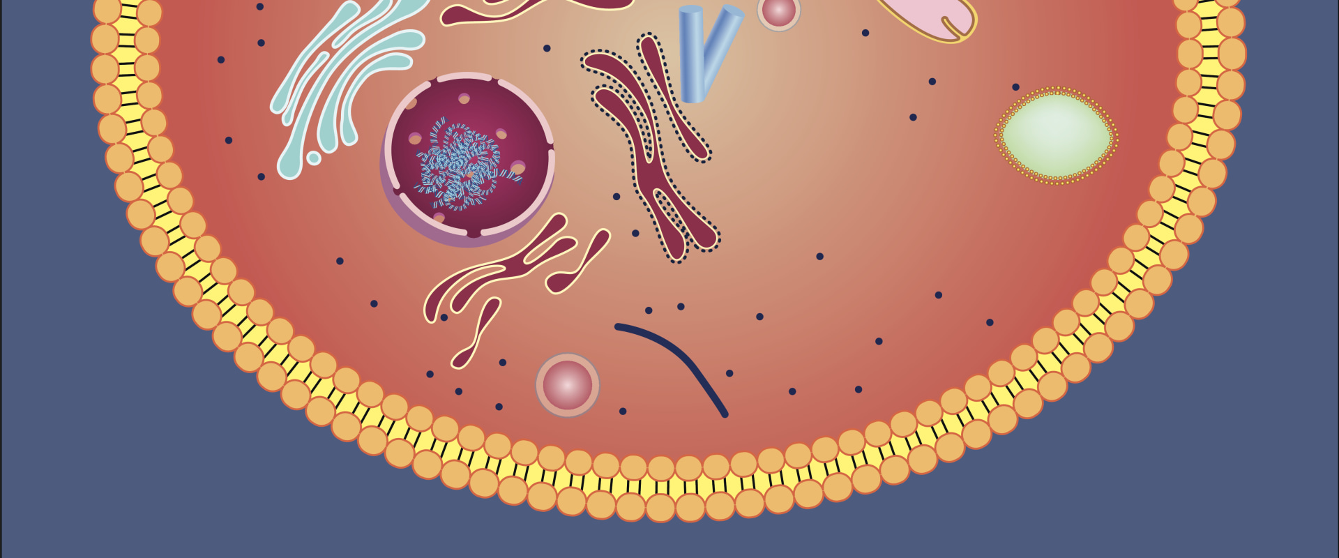 Please give me the answer to the A-level Biology Question How do the ...